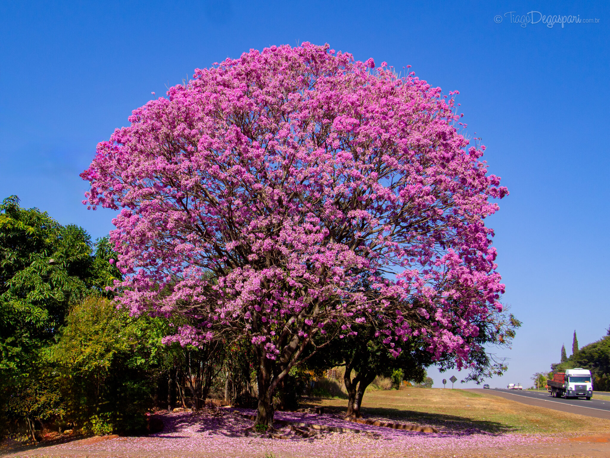 Ipê-rosa – ECOFOTO